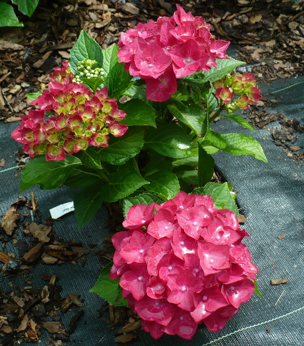 Hydrangea, Hortensja: Hydrangea macrophylla (Hortensja ogrodowa) 'Hot Red'