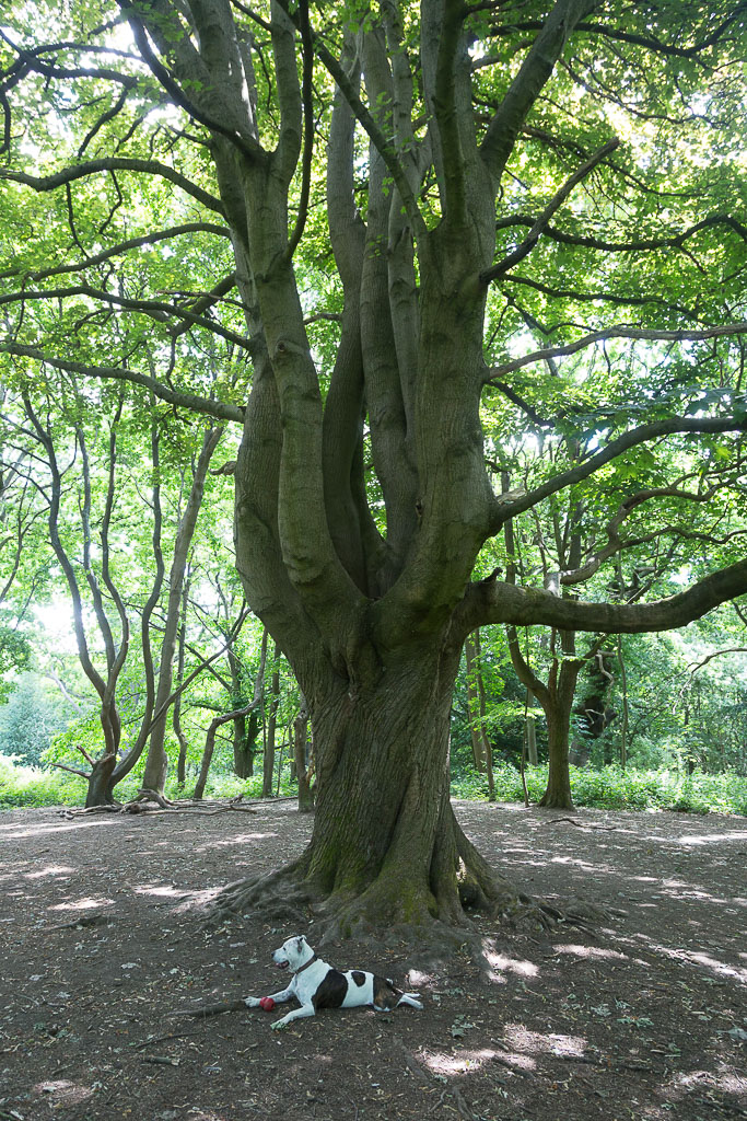 Shadows & Light: A Heath Outing, With Built-In Relaxation