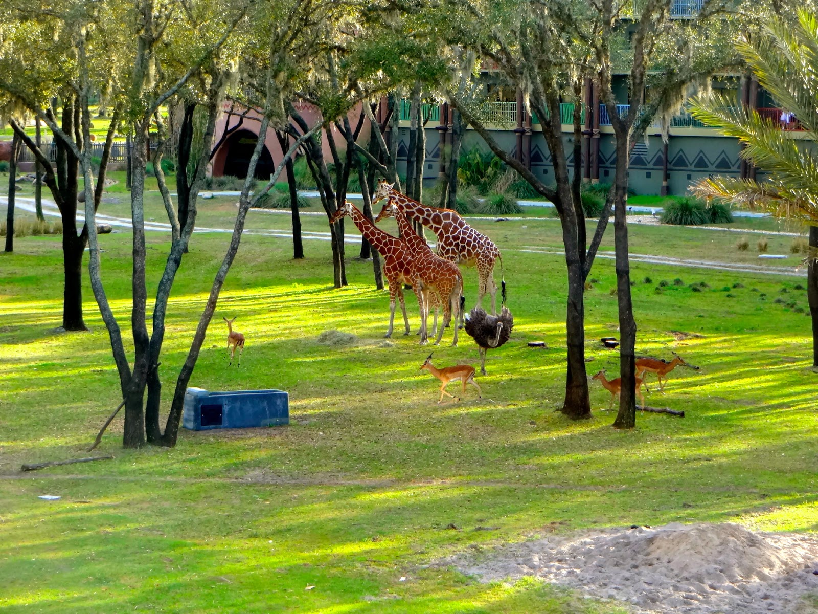Kidani Village at Disney's Animal Kingdom Lodge - The World of Deej