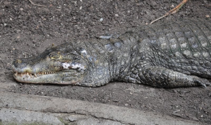 ZOOTOGRAFIANDO (6.100 ANIMALS): CAIMÁN DE ANTEOJOS / SPECTACLED CAIMAN ...