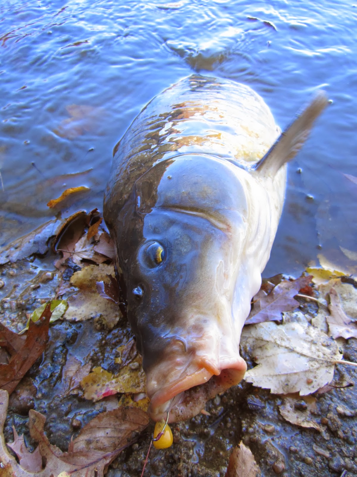 Rhode Island Carp Fishing: Sluggish