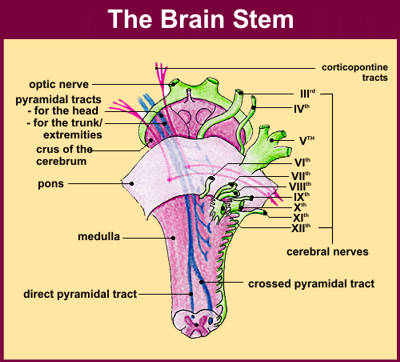 Sound Chiropractic Center: upper cervical chiropractor seattle