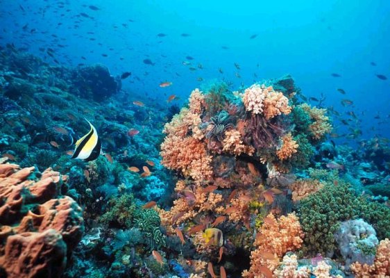 Plataforma Quinta de Canillejas - Torre Arias: BIOINDICADORES AMBIENTALES