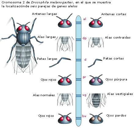 Biología 2 "Reconoces y aplicas los principios de la herencia".: Teoria ...