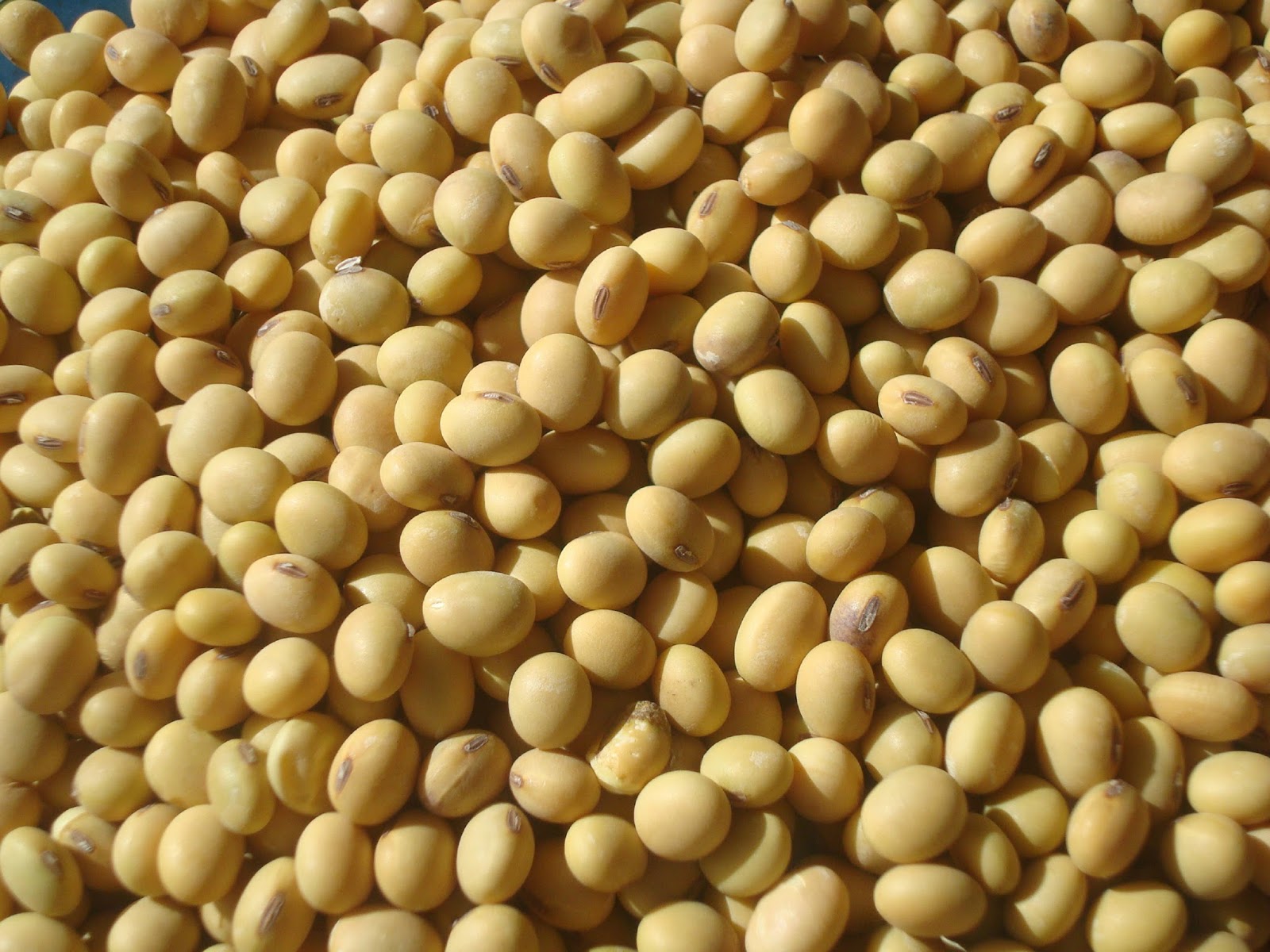 Recetas Saludables con Vegetales: SOYA (SOJA)