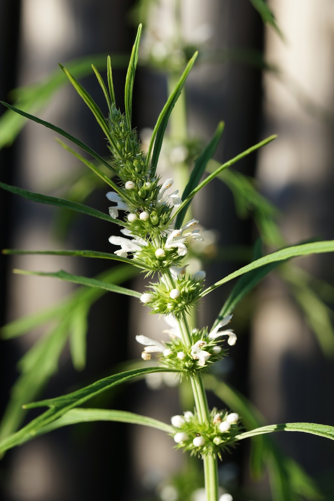 Fra frø til blomst: Nye hvide stauder