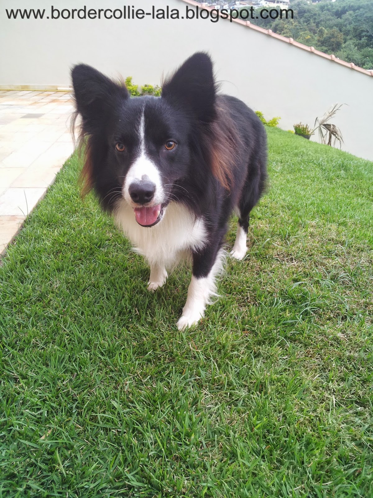 Border Collie: Border Collie - Nick (Parte 4)