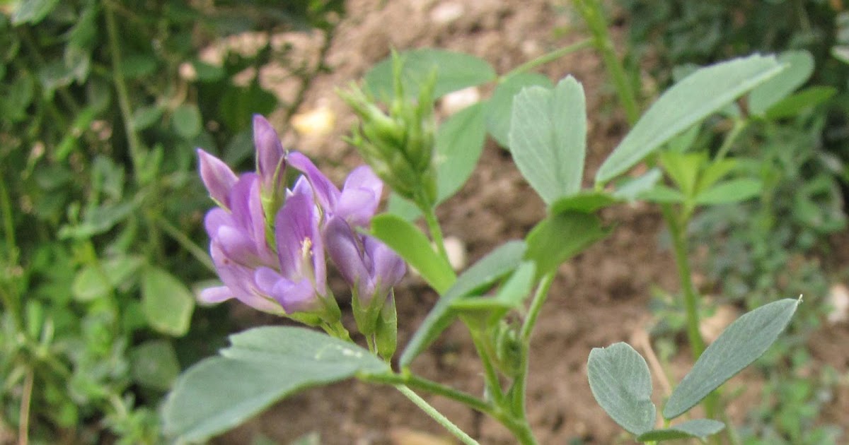 Beternak Domba di Padang Rumput - domba.id: Alfalfa (Medicago sativa L ...