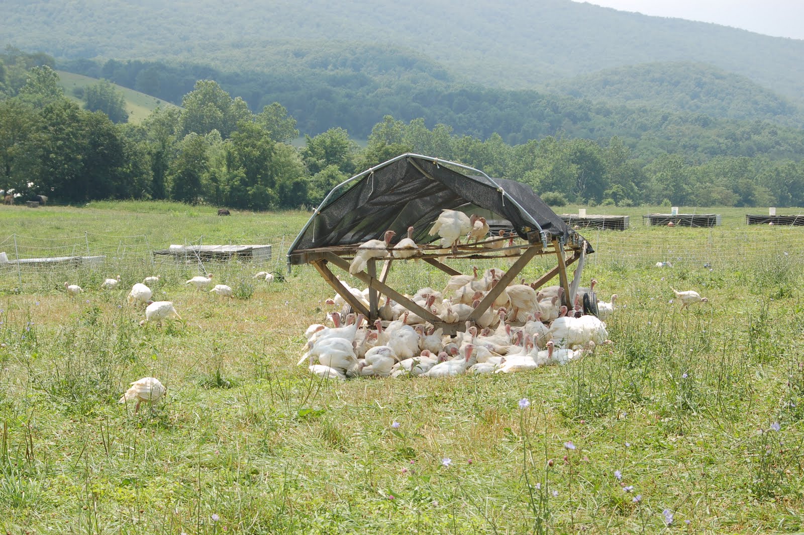 Polyface Farm: A Regenerative Agriculture Revolution