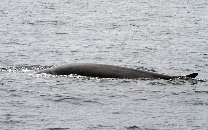 AVESANTURTZI: VERBALLENAS EN SANTURTZI ( II )