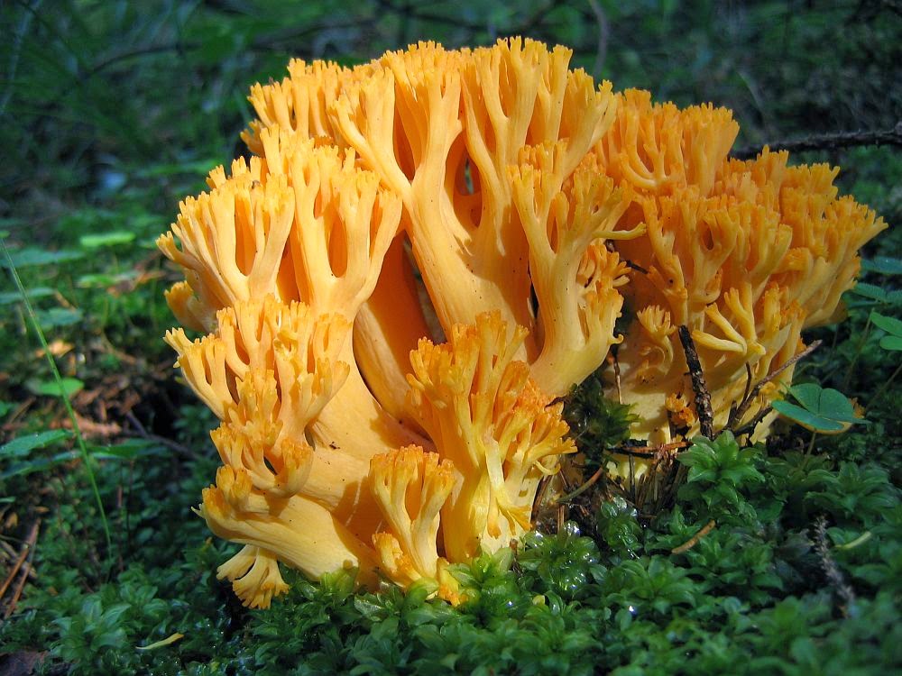 Laba ursului (Ramaria aurea) | Ciupercomania, totul, cu si despre ciuperci