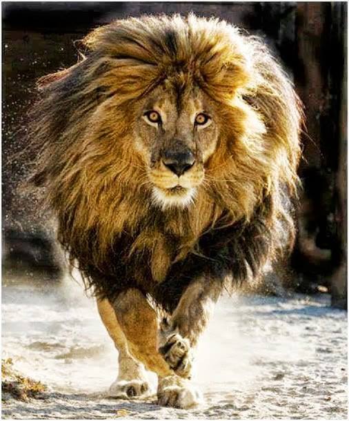 Imagenes de rostros de leones - Imagui