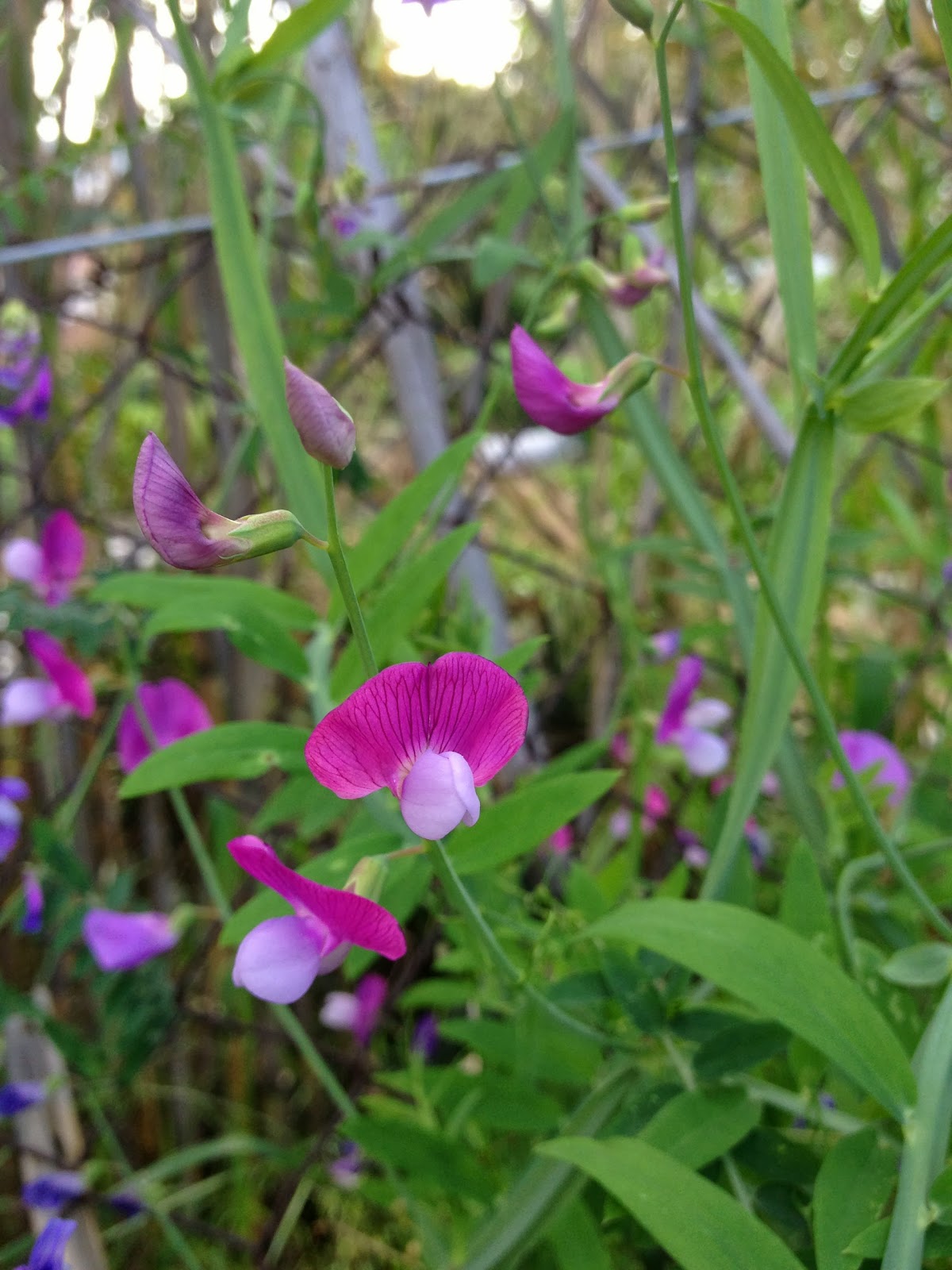 Flore d'Ajaccio: Gesse clymène - Lathyrus clymenum