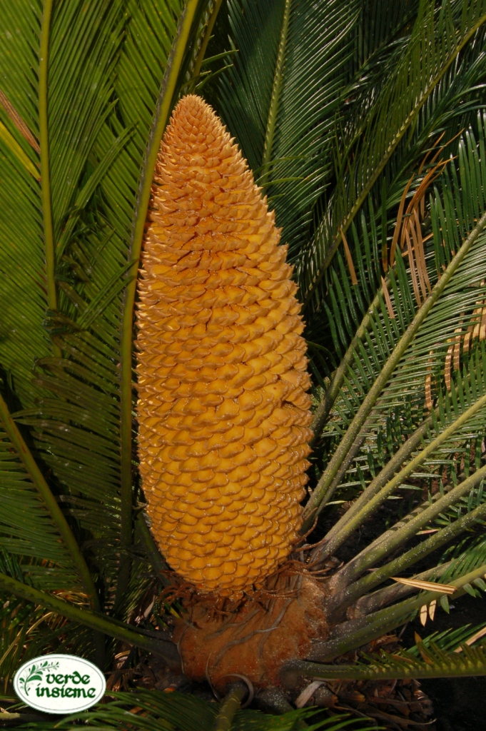 Cycas baby