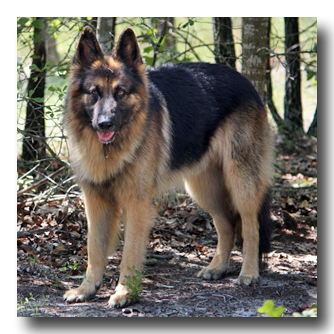 True German Shepherd | Dog German Shepherds
