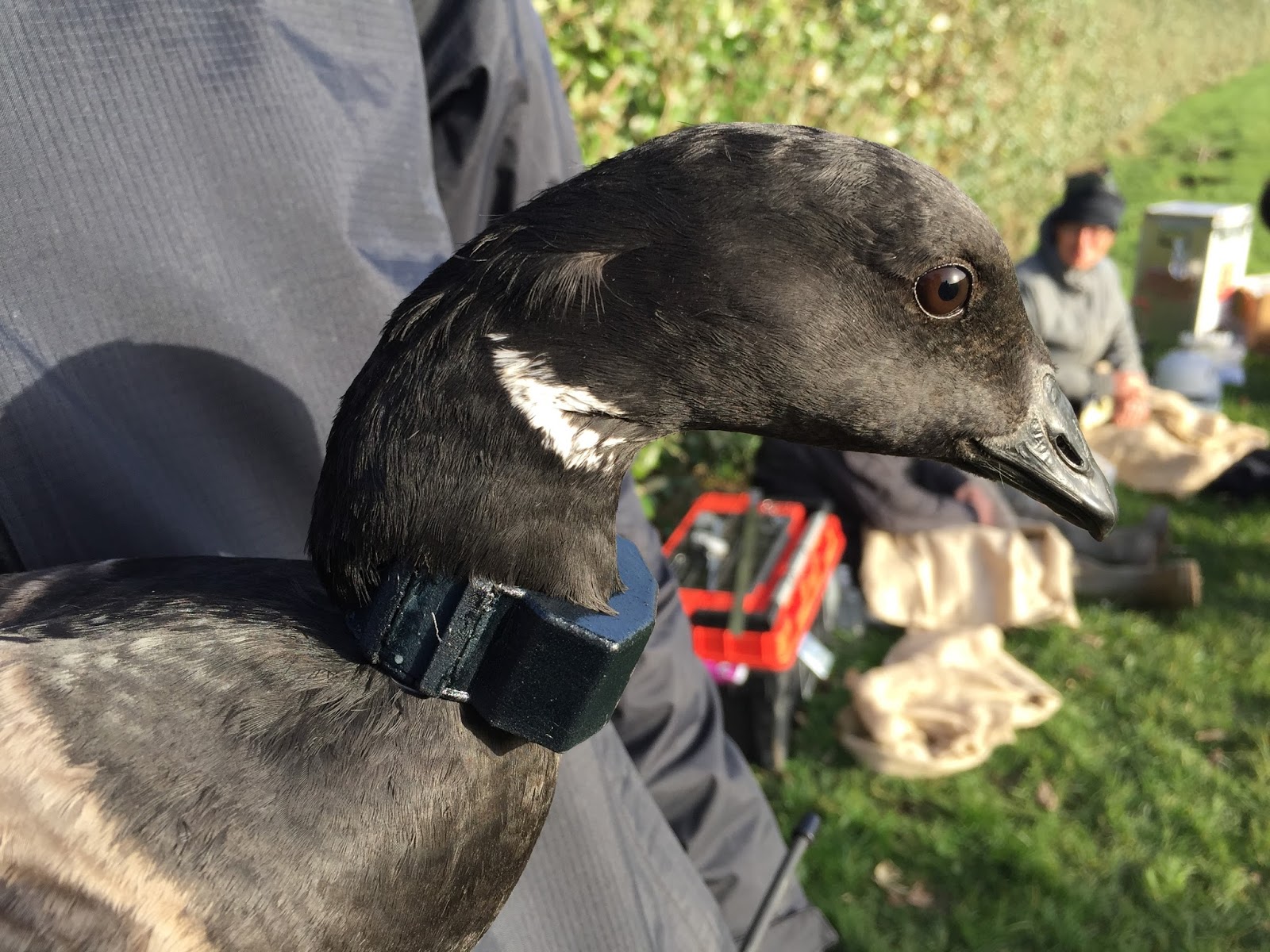 irishbrentgoose: Look out for GPS-collared Brent geese