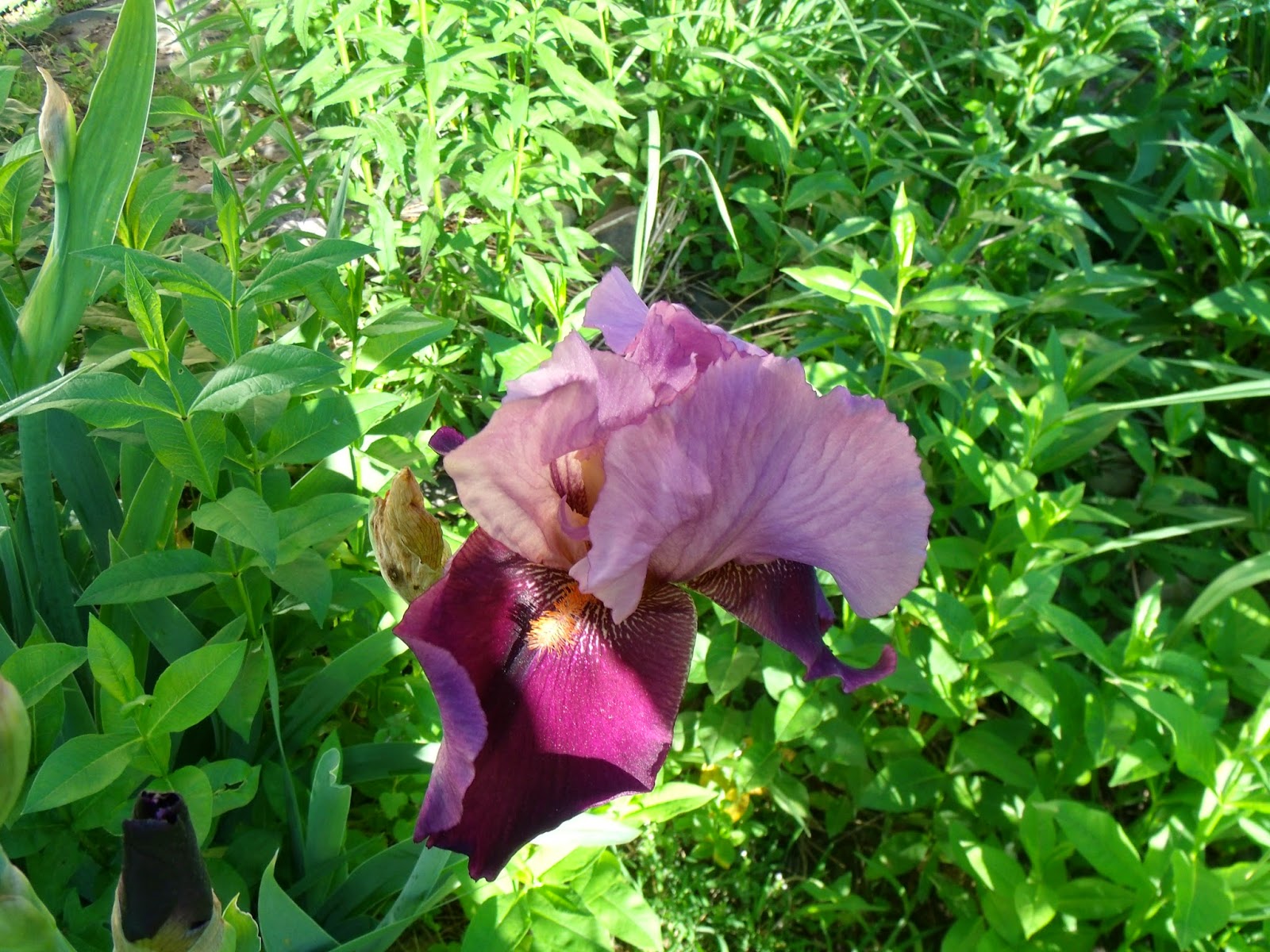 Gear Acres at Top of the Hill: Rethinking future flowering plant purchases