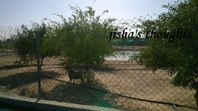 A weekend getaway at Albohayra farm