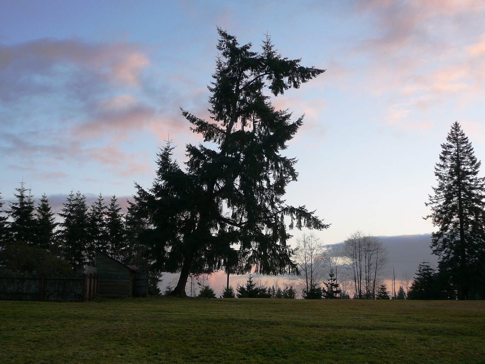 Linda Benson: The Leaning Tree