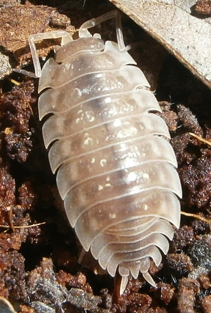 Invertebrate Dude: Isopods, Isopod Mimics, & A Cool Millipede Species!