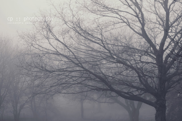 sassafras: beautifully bleak :: nature photography