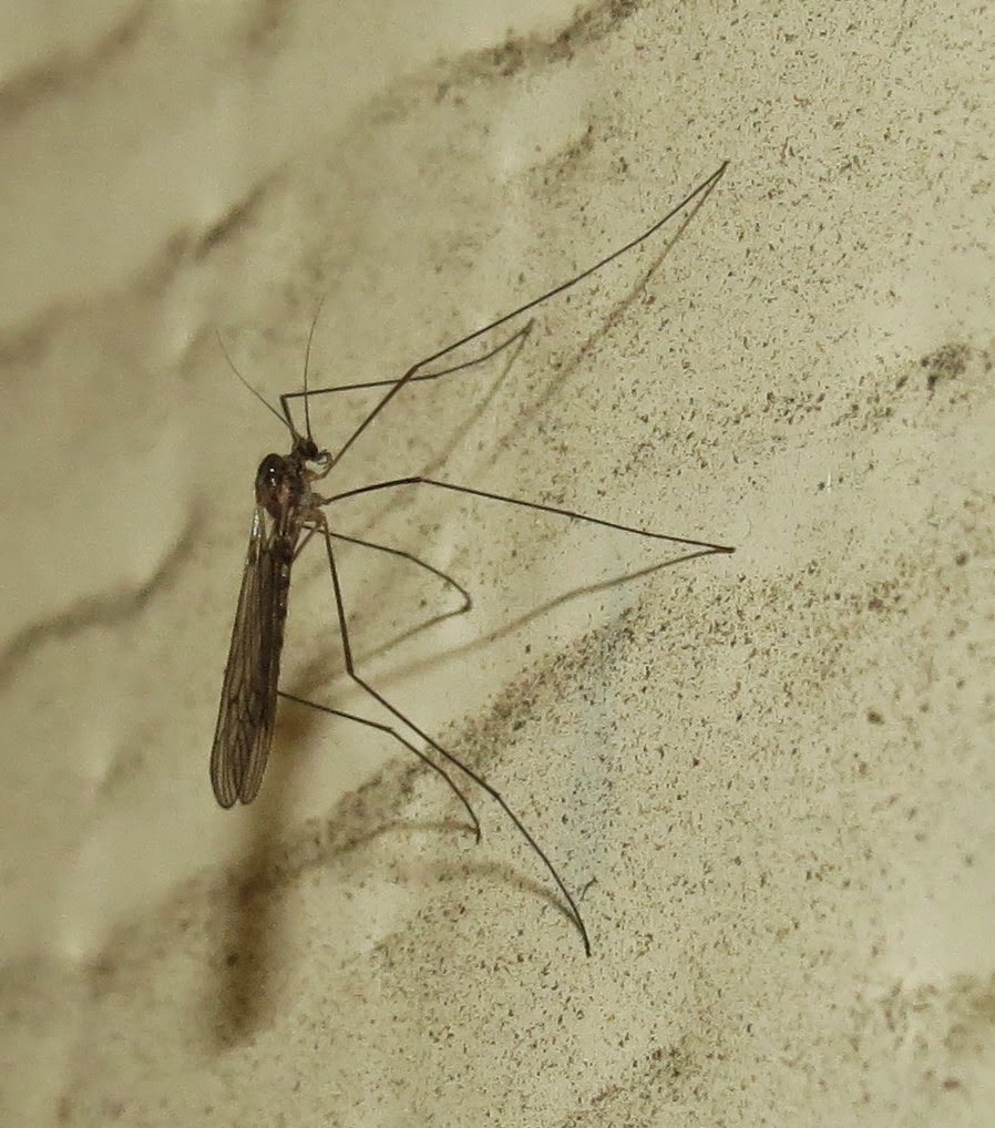 Bug Eric: Winter Crane Flies