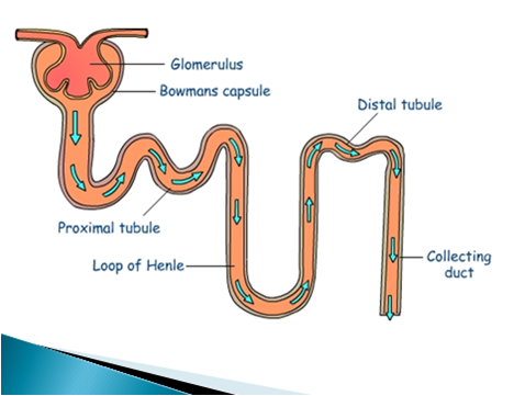 eoudia a.k.a ody: PEMBENTUKAN URIN / FORMATION OF URINE