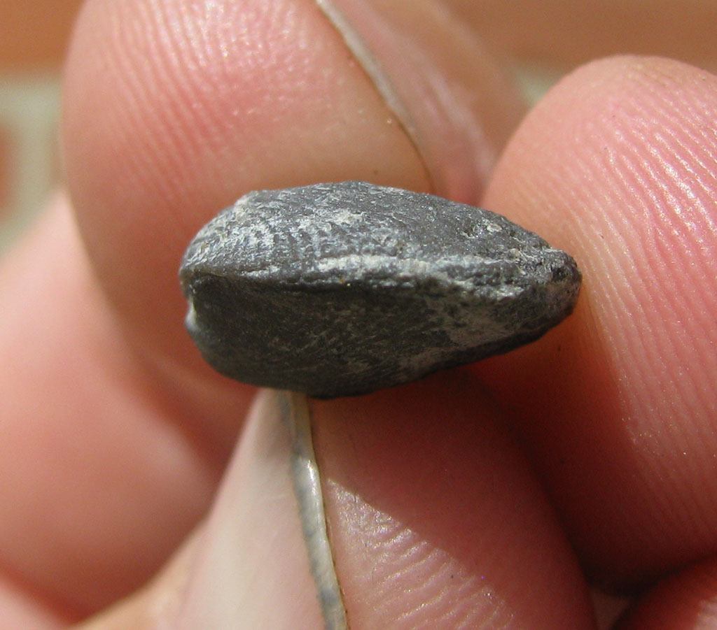 Views of the Mahantango: Orthis? sp. brachiopods from the Kalkberg ...