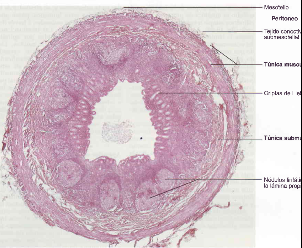 Histología de Chuchito: octubre 2011