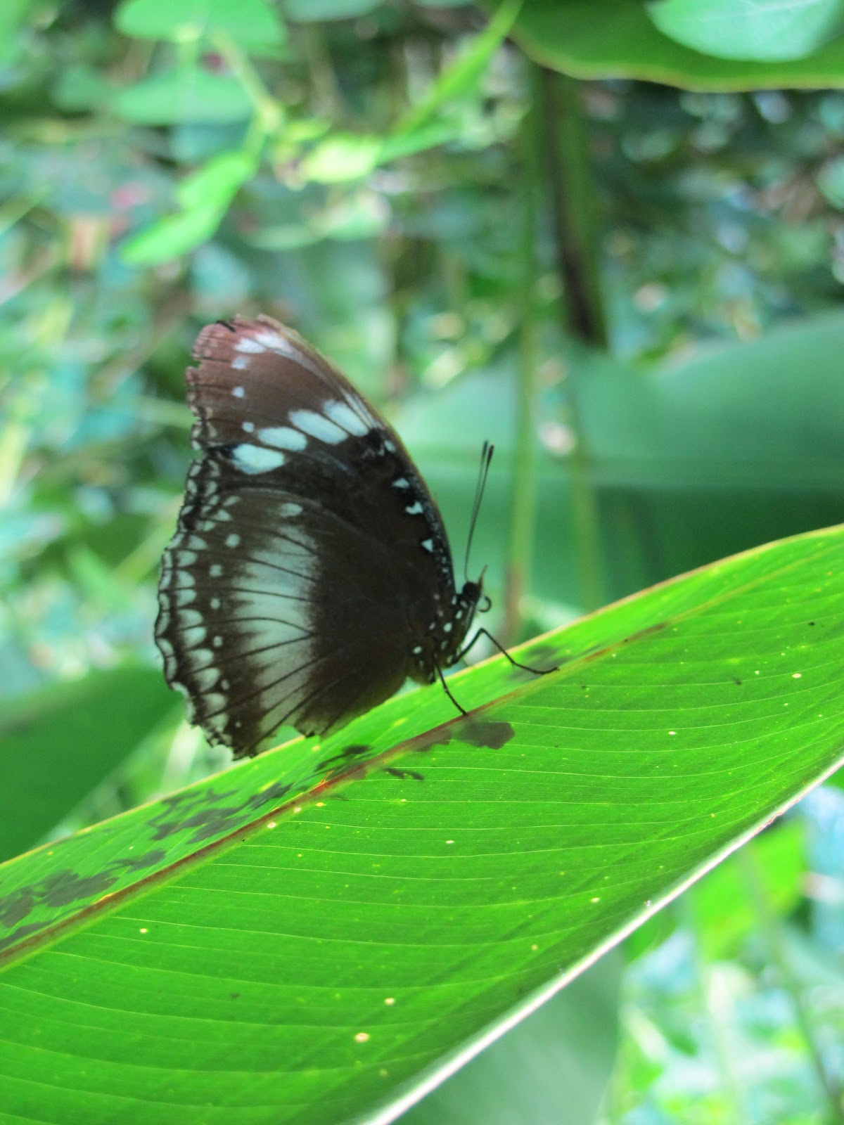stressed in the city: Siquijor's Island Butterfly Garden