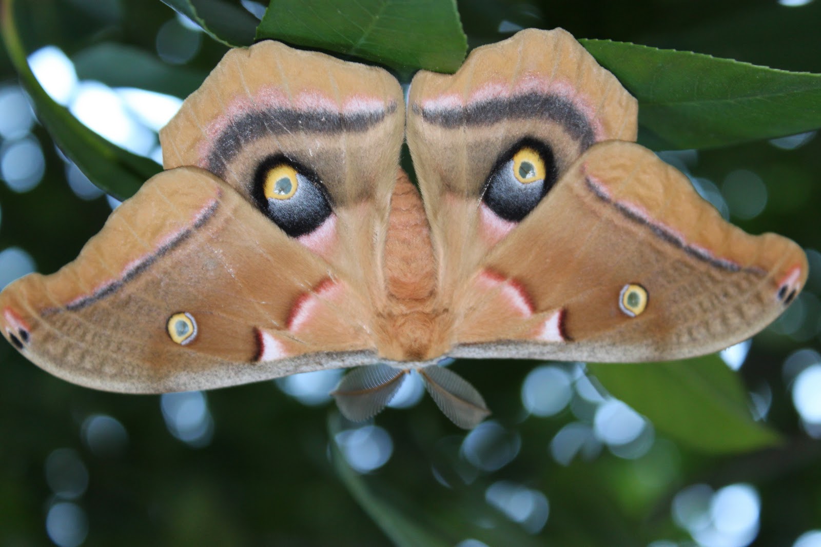 Rambling Wren: Moth Mania