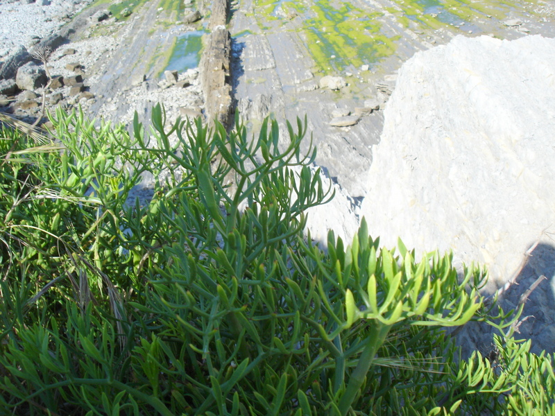 FLORS: Fonoll marí (Crithmum maritimum)