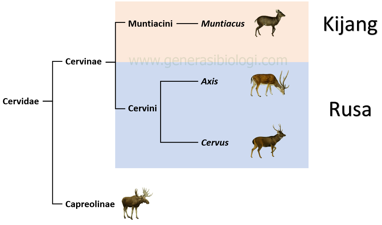 Perbedaan Rusa dan Kijang Secara Ilmiah - Biologizone