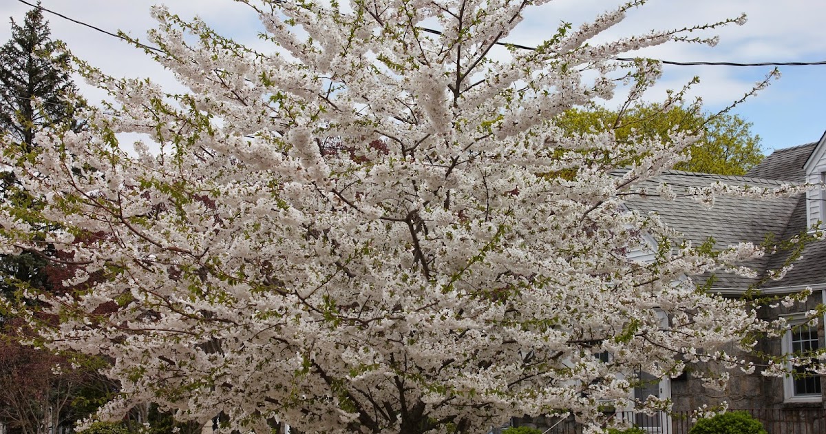 Gardening and Gardens: Spring Flowering Trees
