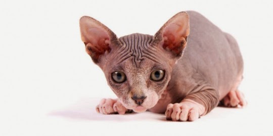 10 Kucing Termahal di Dunia | Sudut Jari