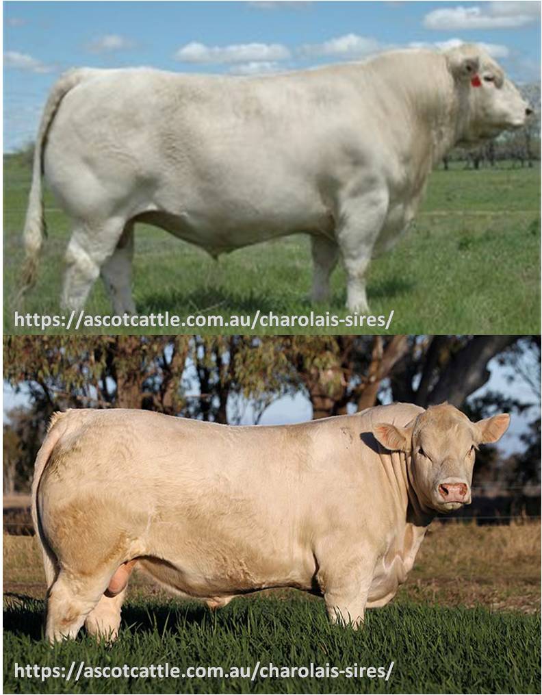 PEMILIHAN SAPI FEEDLOT