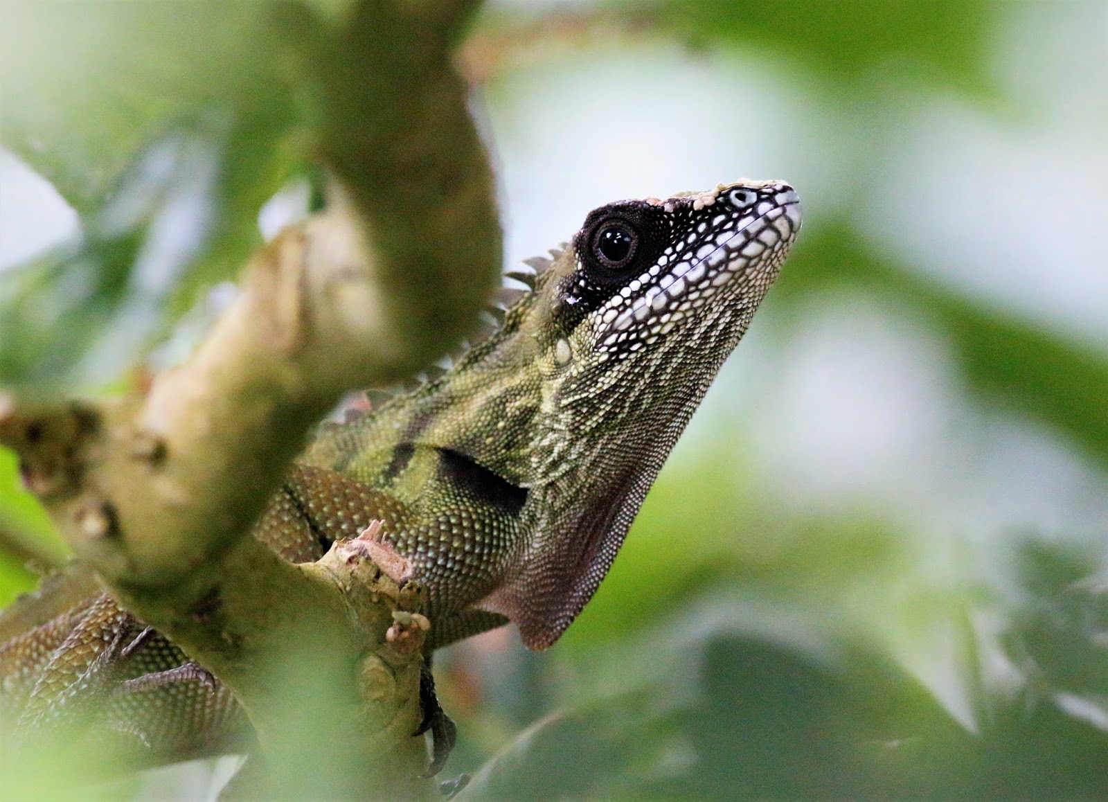 Ron-Nature-Adventures: Gonocephalus robinsonii (Robinson Anglehead ...