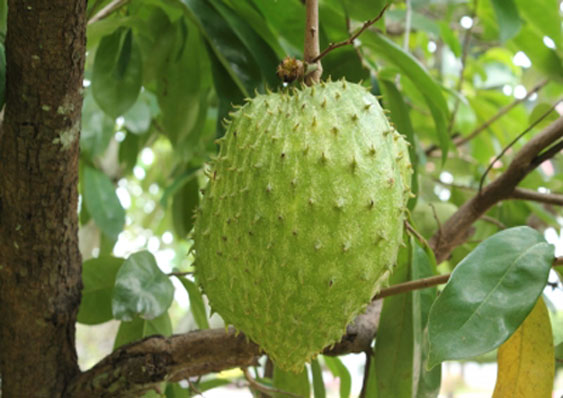 M - TECH GARDENS: HOW TO GROW SOURSOP FROM SEEDS