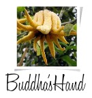 The Earth of India: All About Chakkota