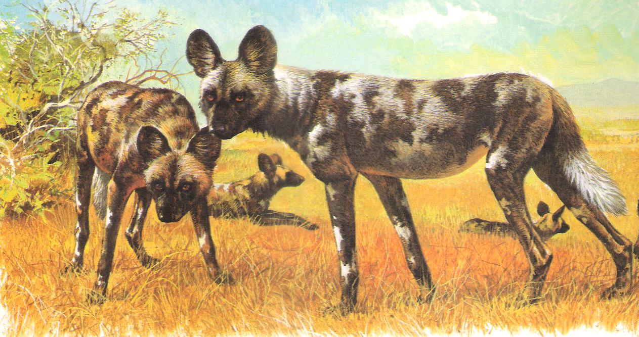 Zoológico Virtual do Koba: Mabeco