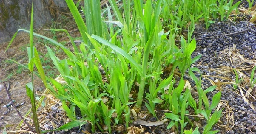 Rumput Gajah Mini dan Rumput Raja (King grass) - tes