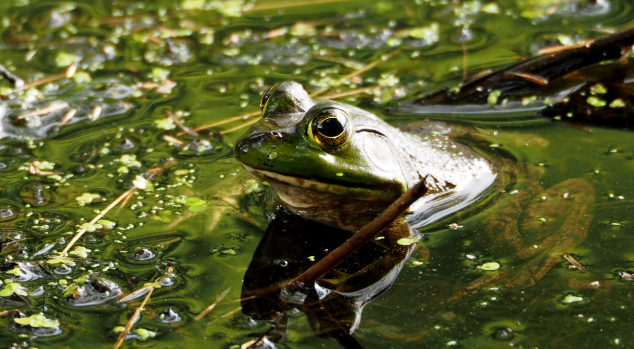 Avalonia eTrails: Night noises