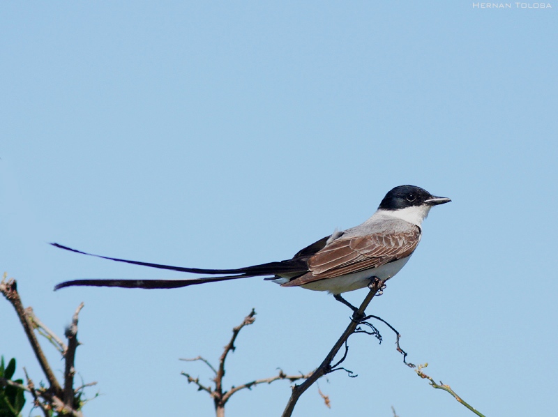 Aves de Argentina: Tijereta (Tyrannus savana)