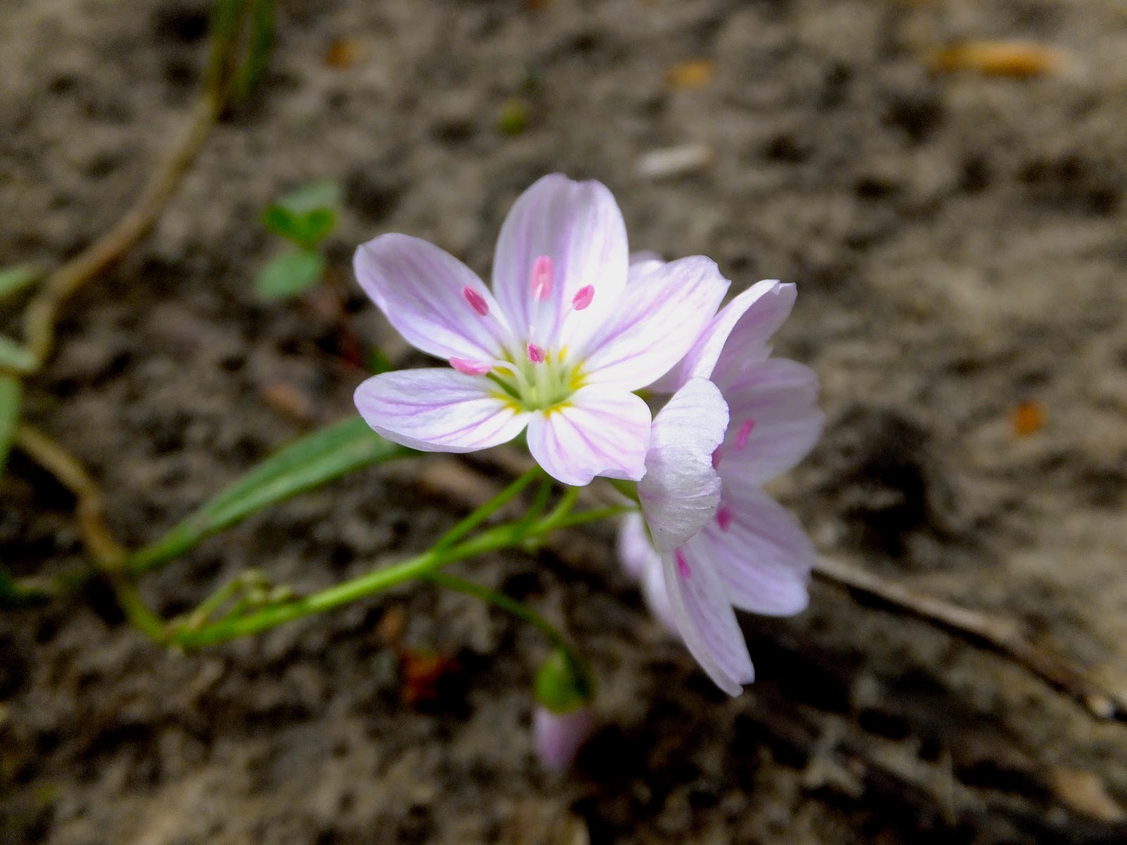 Plants Amaze Me: Spring Wildflowers in Aman Park, Ottawa County Michigan
