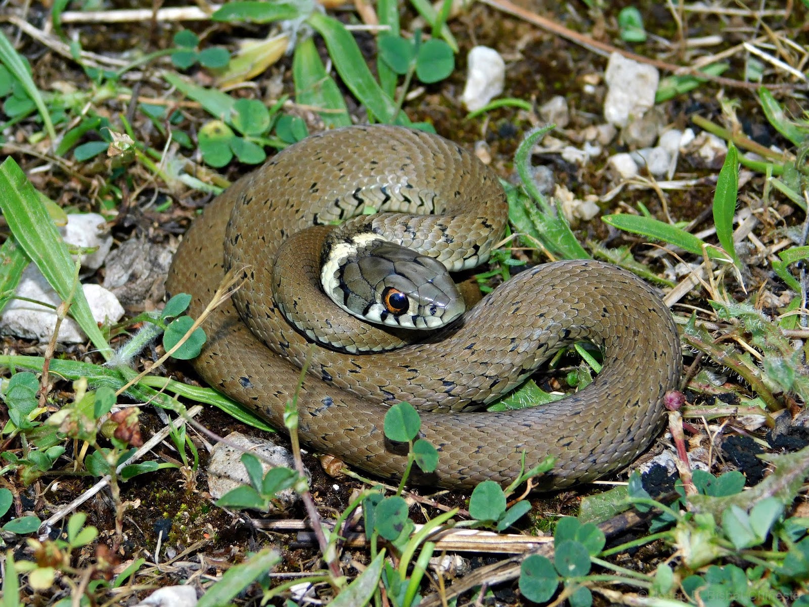 (Paleo-)Herpetología: Natrix astreptophora - Culebra de collar ibérica