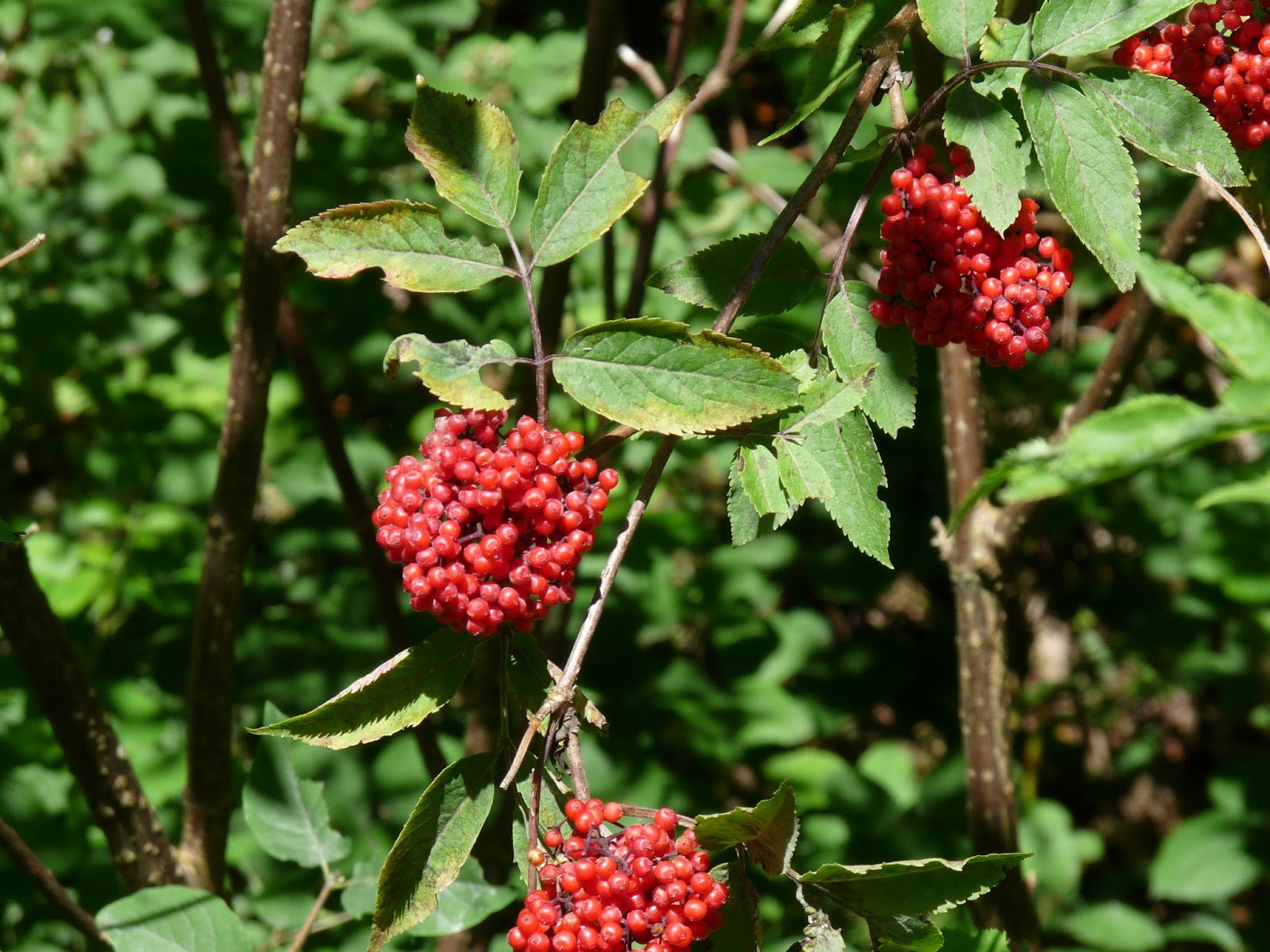 Voillans, village du Doubs, site officiel: Sureau rouge