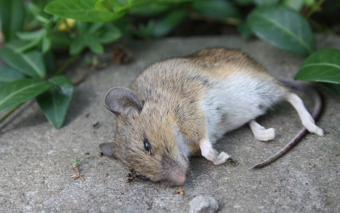 Västgötskan: Det luktar död mus!