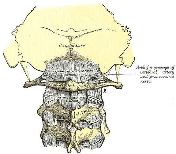 Fisioinforma: Distensão traumática da coluna cervical