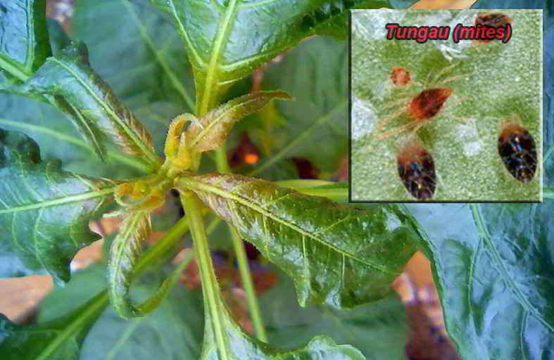 8 Hama Ini Sangat Merugikan Petani Cabe. Begini Gejala Serangan dan ...