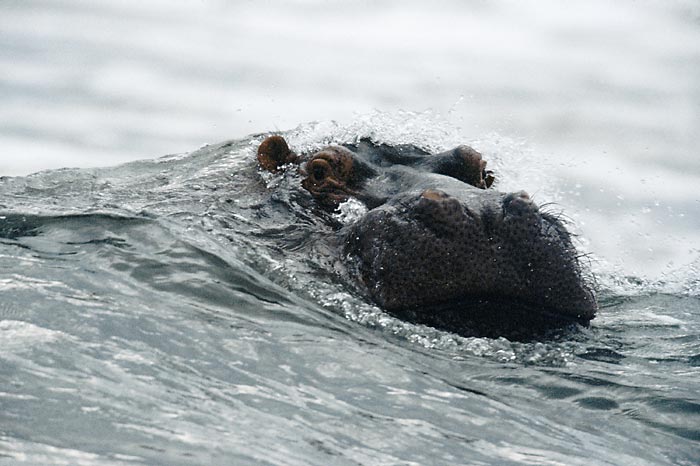 bensozia: The Surfing Hippos of Gabon's Loango National Park